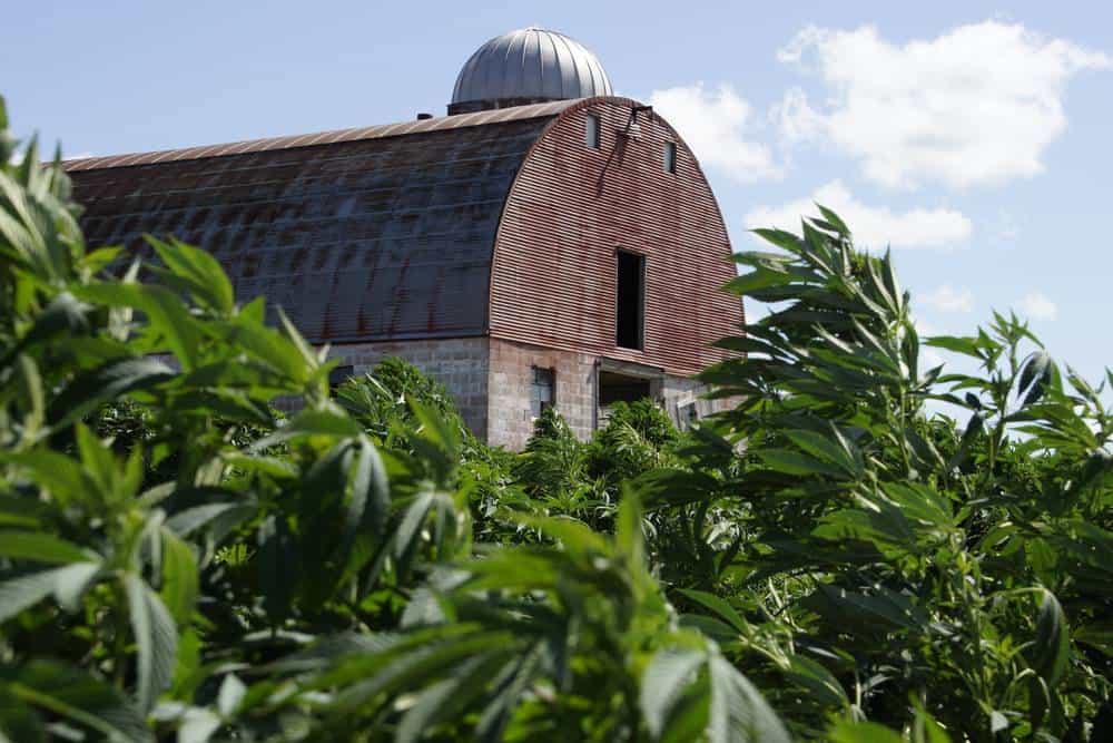 Get Your Hemp Curing Guide | extraktLAB Guides